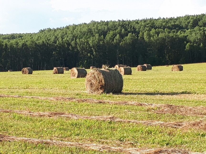 Сено в катушках 250шт