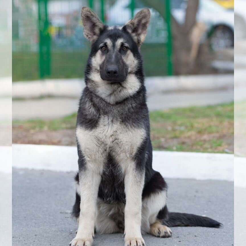 Восточноевропейская овчарка, щенок