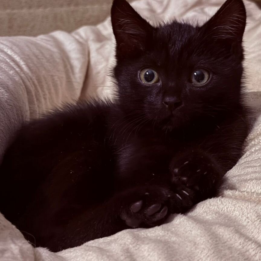 Котёнок в добрые руки