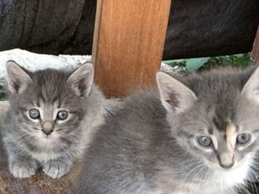 Котята