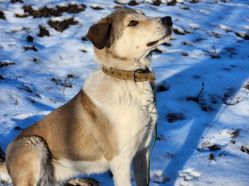 В добрые руки