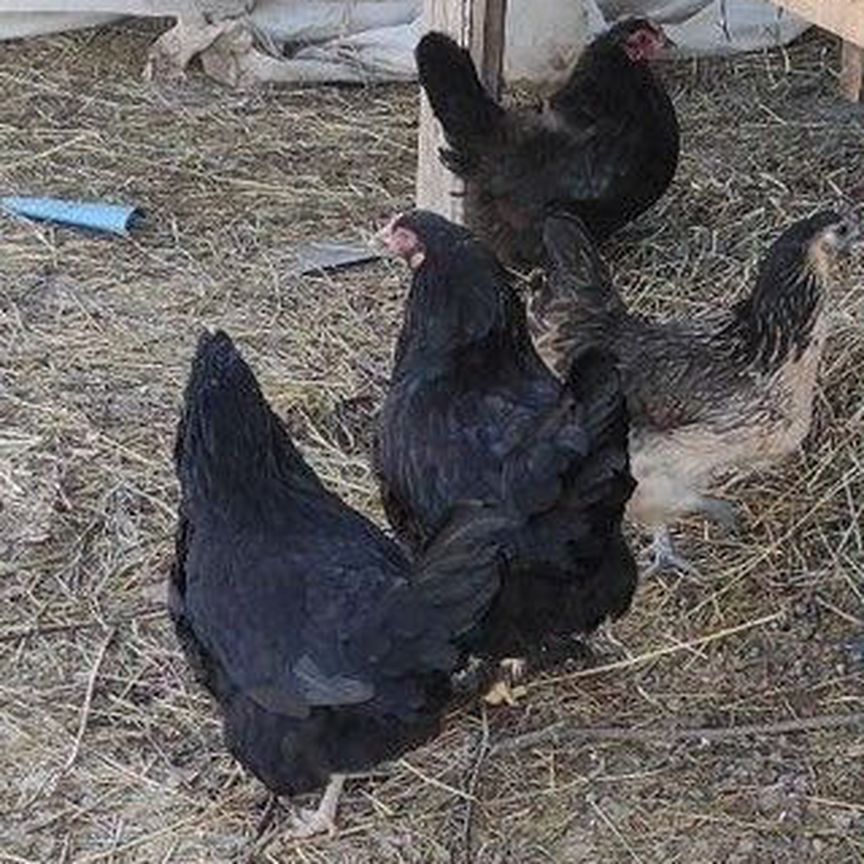 Семья кур: петух и 5 кур