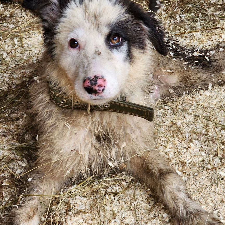 Помогите животным из отлова