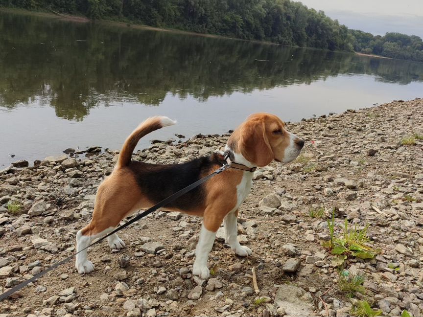 Собака бигль