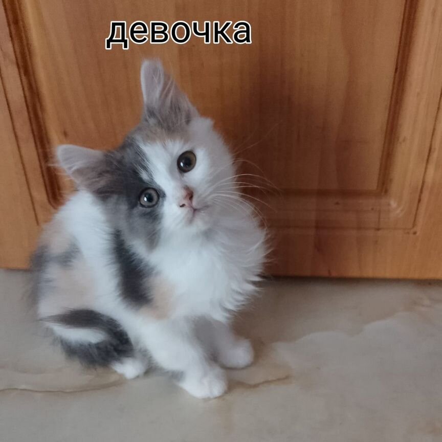 Котята отдам бесплатно