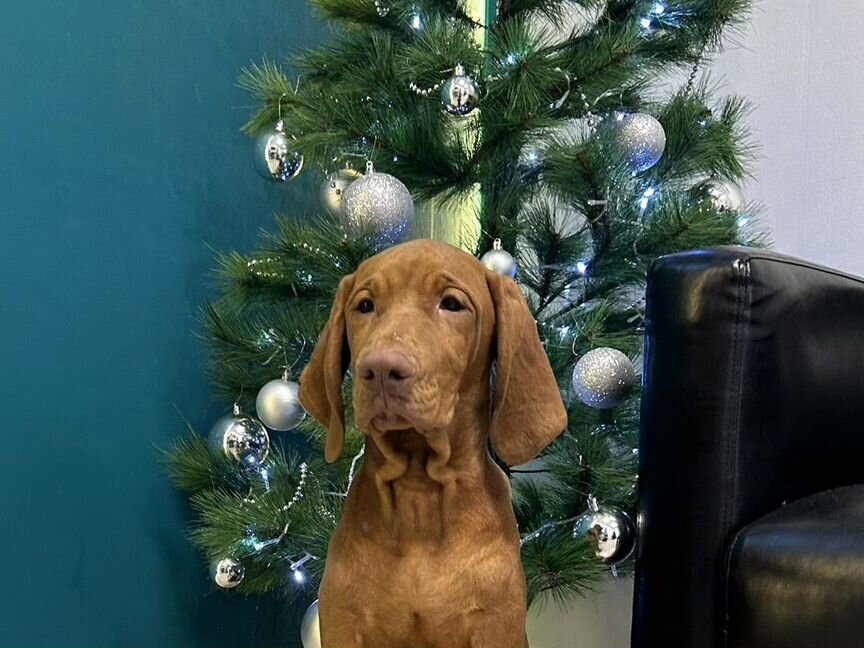 Золотой мальчик