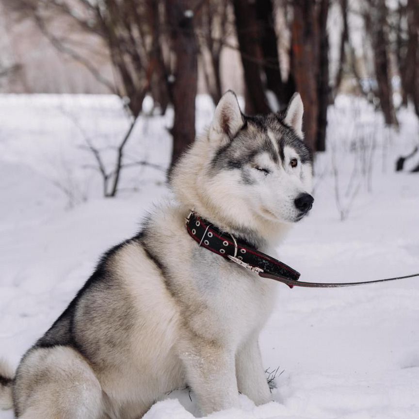 Хаски в добрые руки