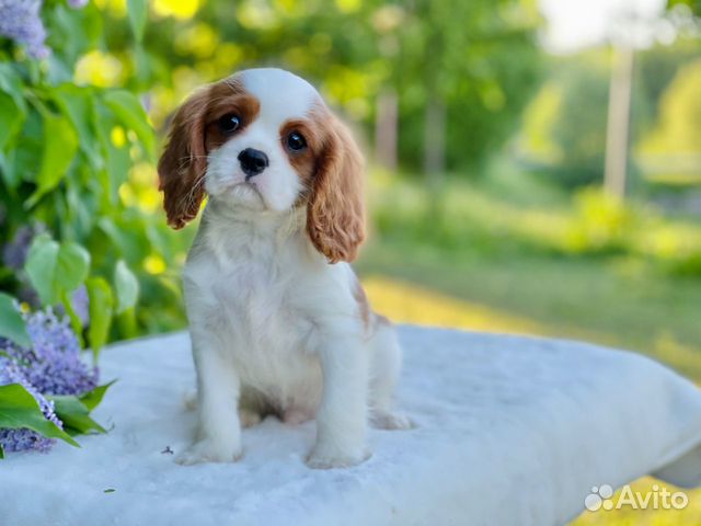 Красавчик Люк Кавалер Кинг Чарльз спаниель
