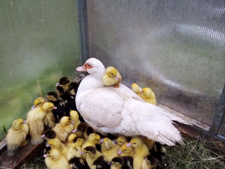 Индоутята из под индоутки