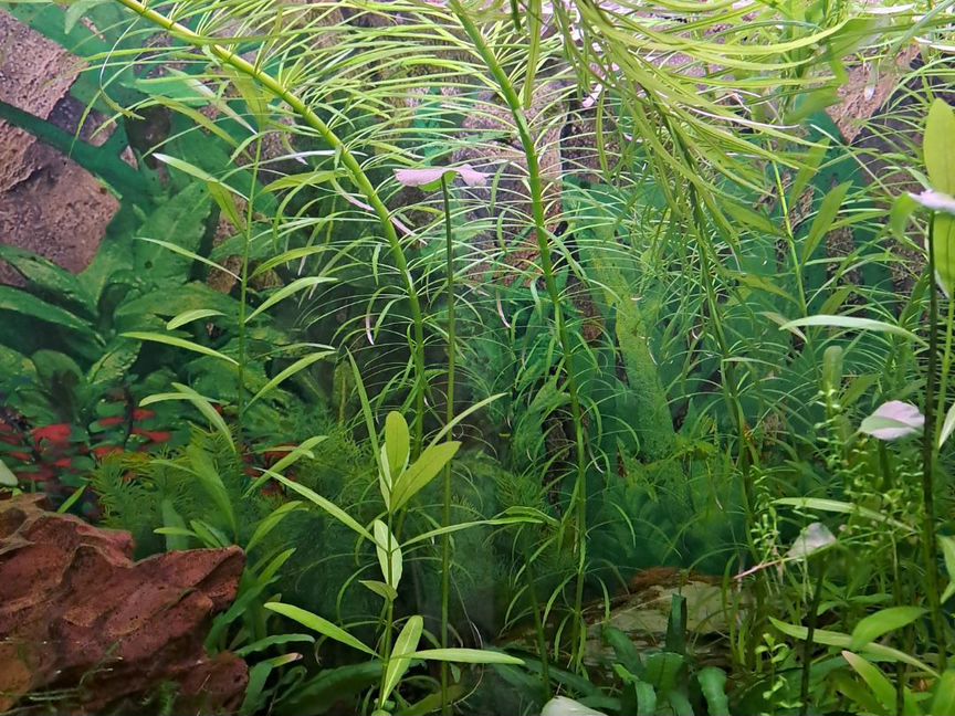 Водоросли для аквариума