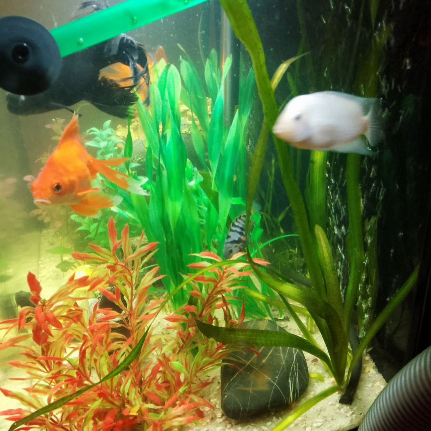 Аквариум.с рыбками