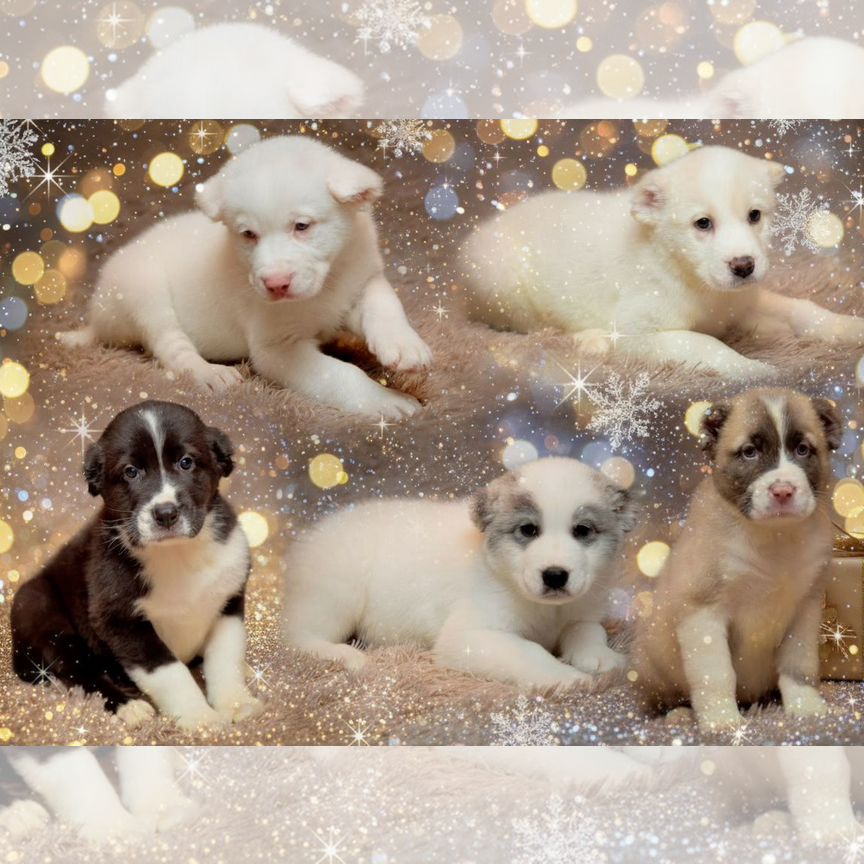 Среднеазиатская овчарка, щенок