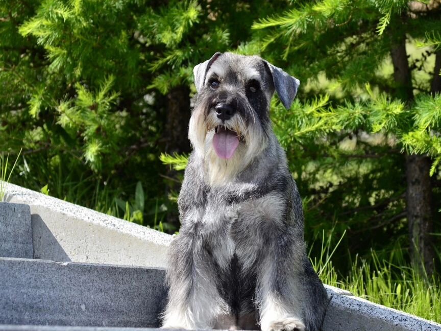 Щенки цвергшнауцера перец с солью
