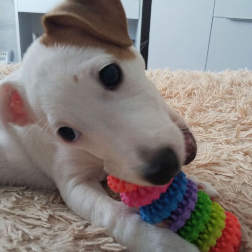 Джек-рассел-терьер, щенок