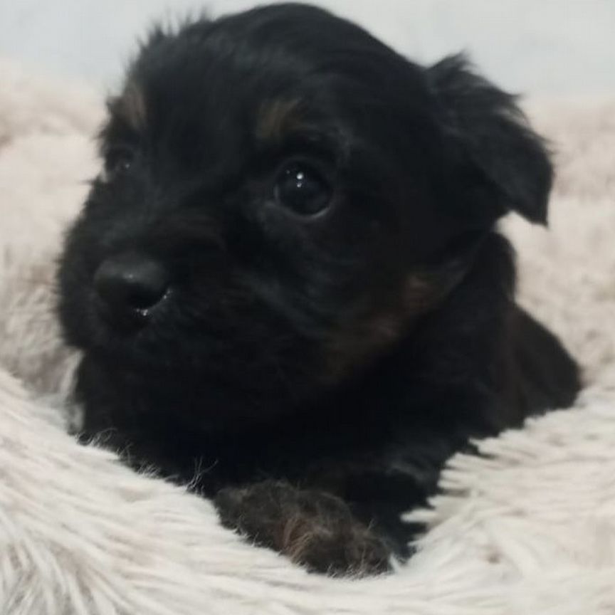 Мальтипу, щенок