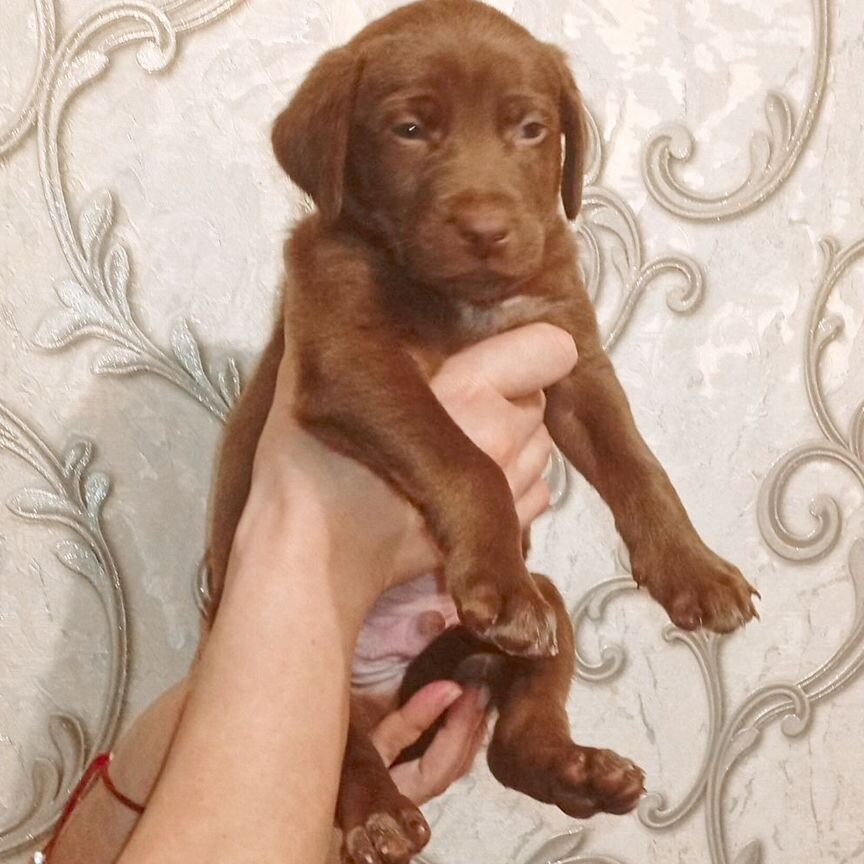 Щенки (метисы)