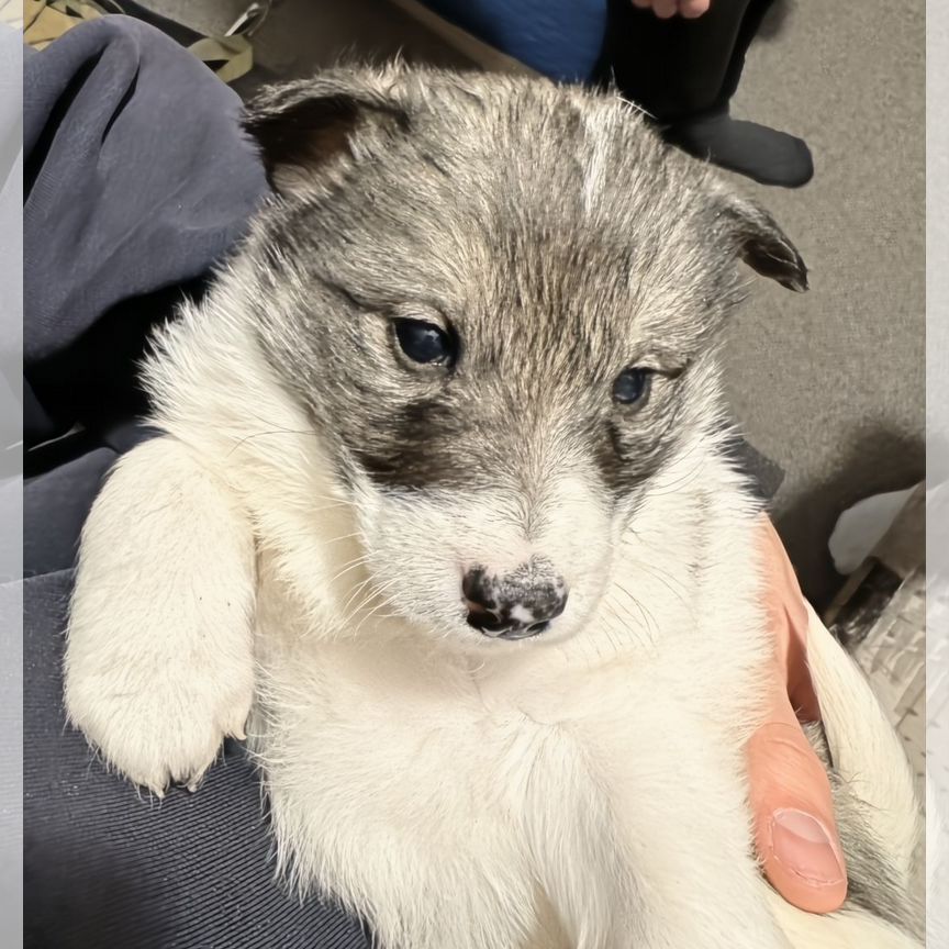 Русско-европейская лайка, щенок