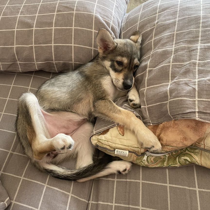 Собака в добрые руки щенок