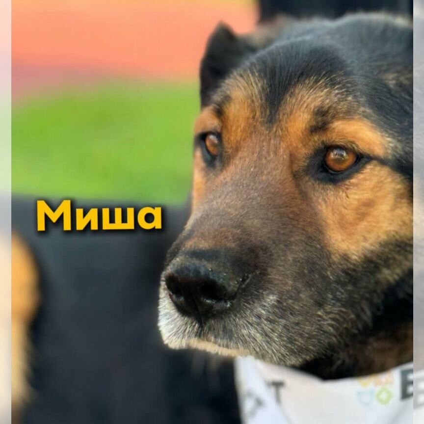 Взрослая собака в добрые руки