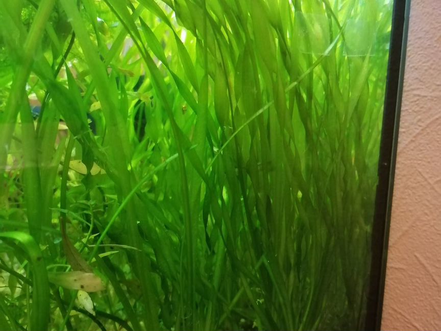 Растения для аквариума