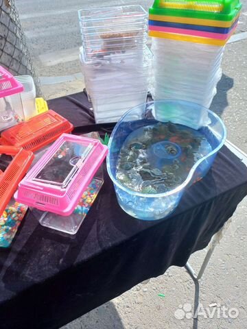 Черепашки декоративные