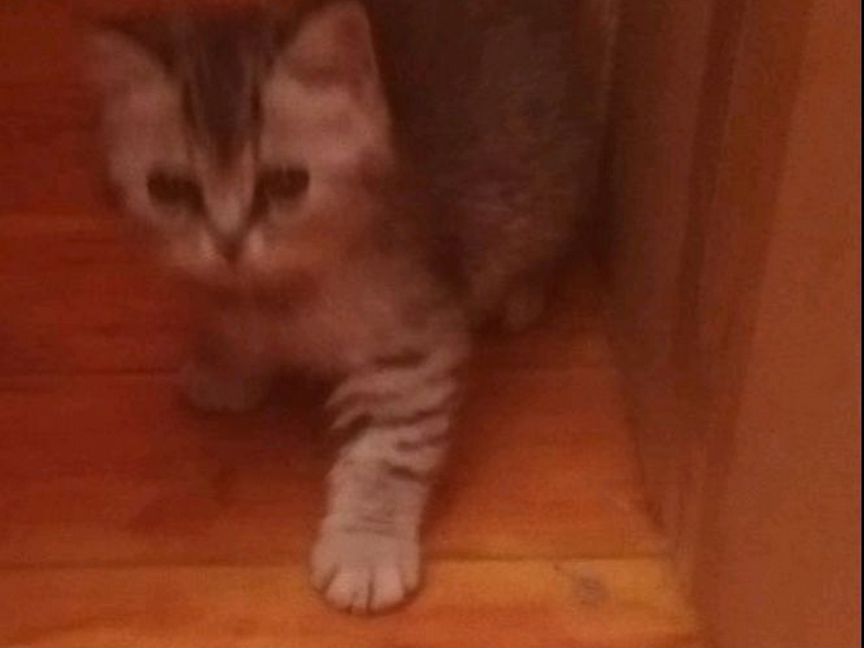 Котёнок перс-экзот