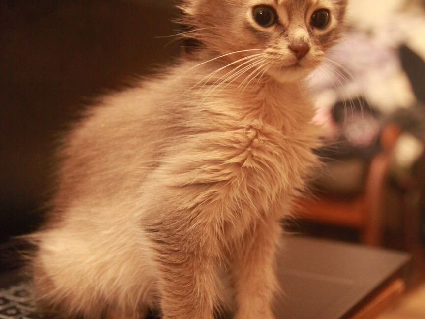 Котята сомали