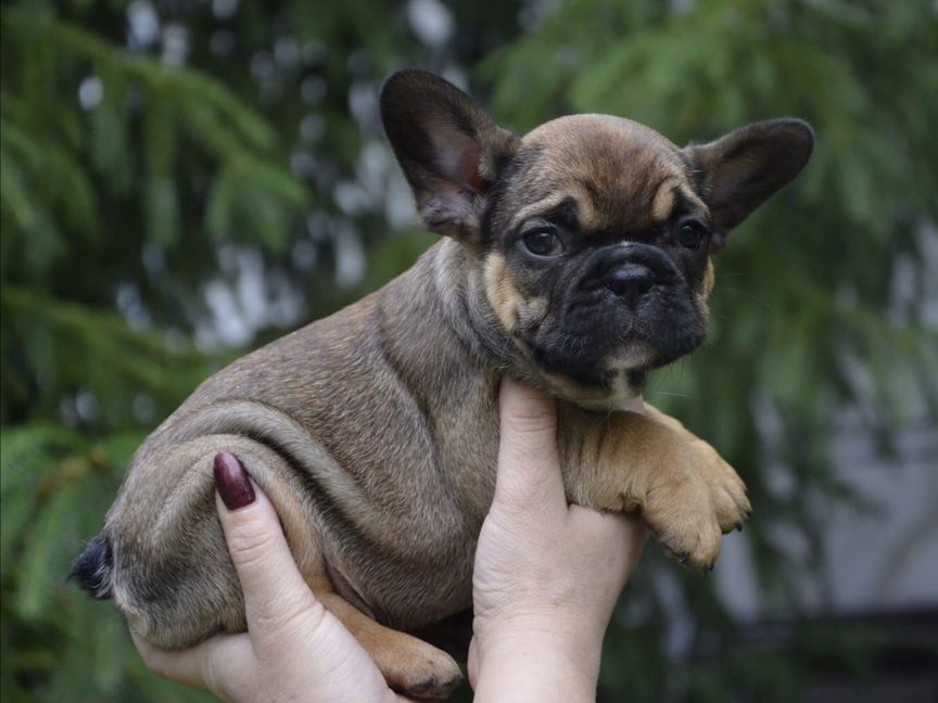 Помпушные бульдожки