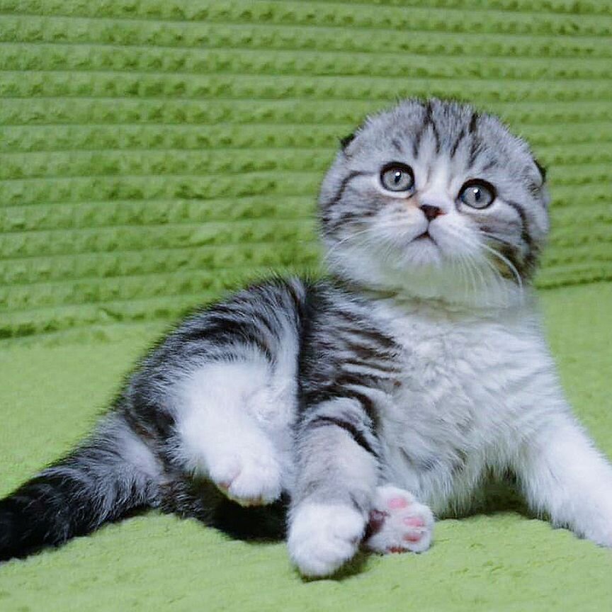 Плюшевый малыш