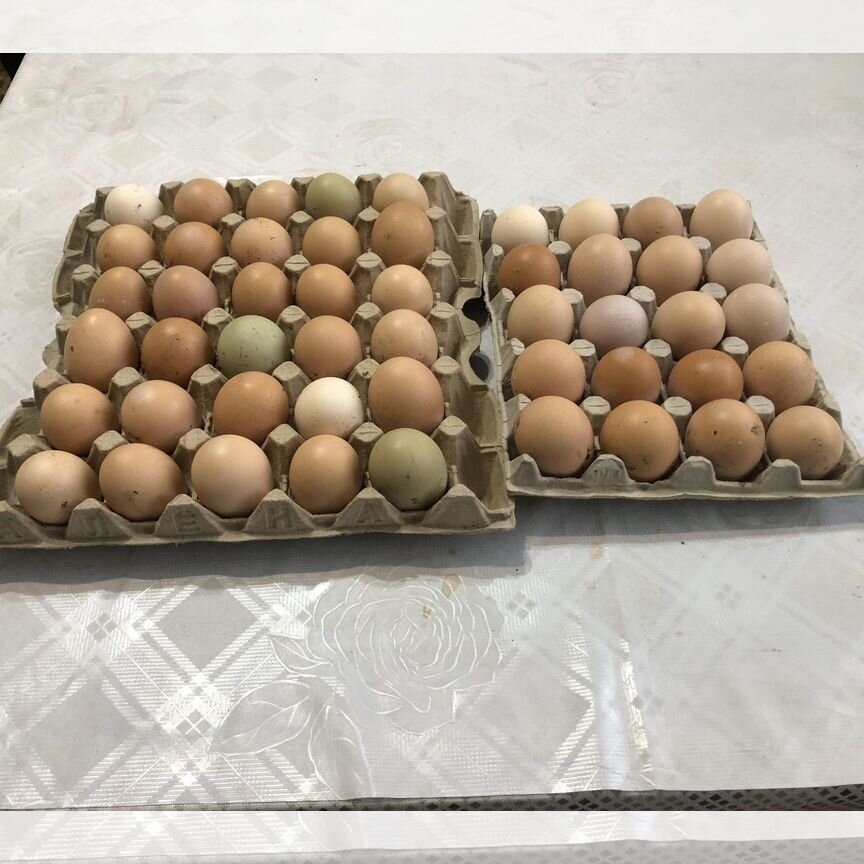 Яйцо куриное для инкубации