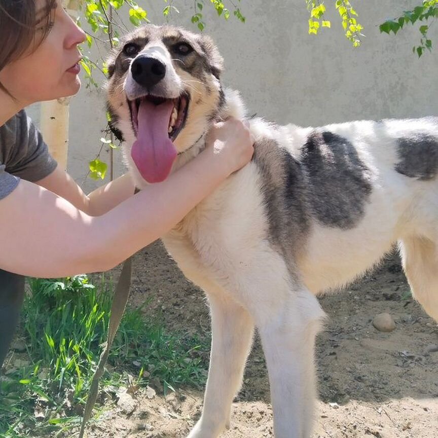 Собака в добрые руки отдам бесплатно