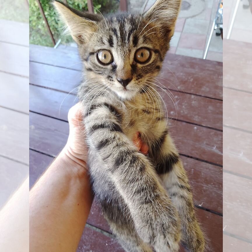 Котик бесплатно