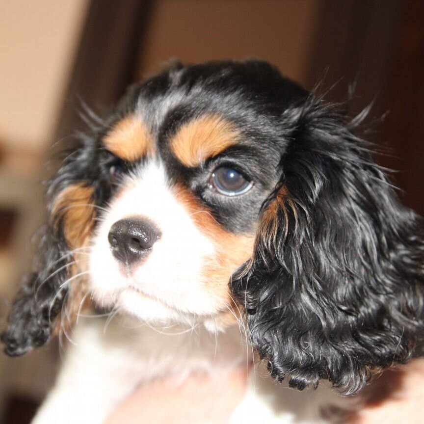 Кавалер кинг-чарльз-спаниель, щенок