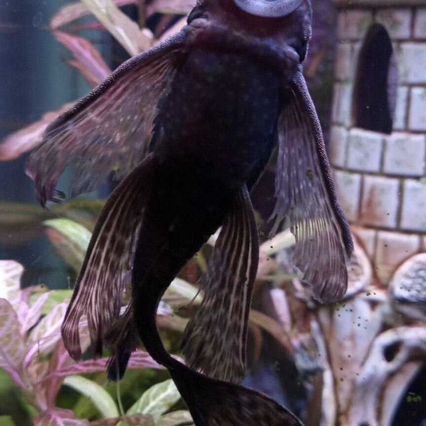 Анциструс - стрекоза