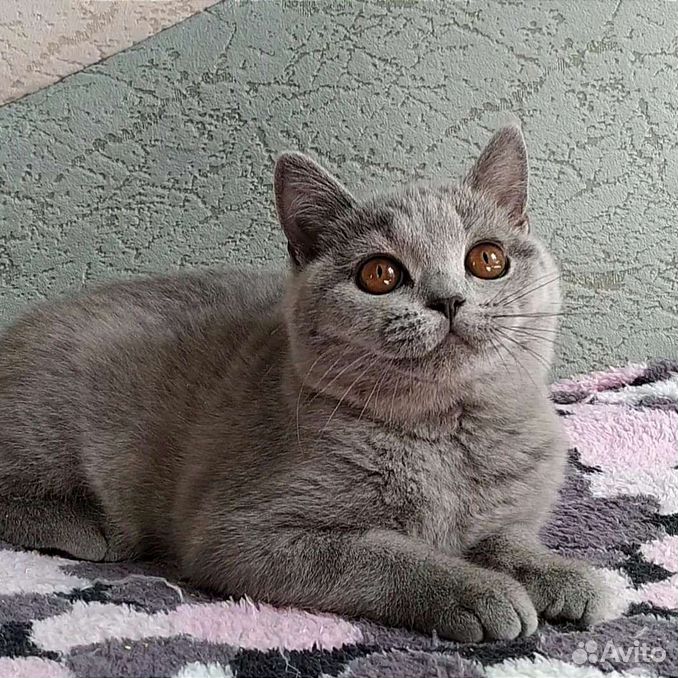 Британская подрощеная кошечка Ника