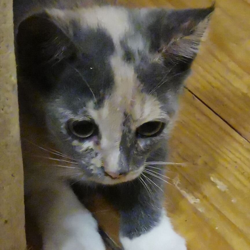 Котята отдам бесплатно