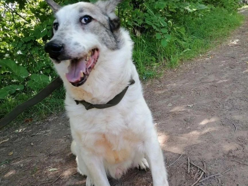 Кобель Умка в хорошую семью