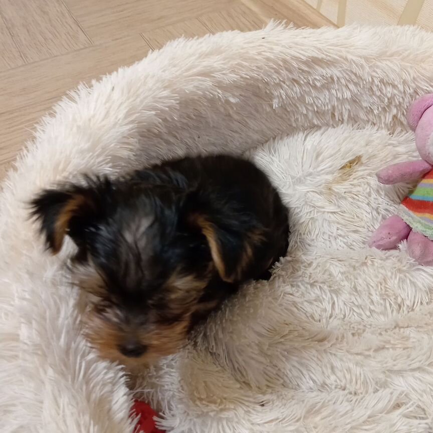 Ерширский терьер мальчик