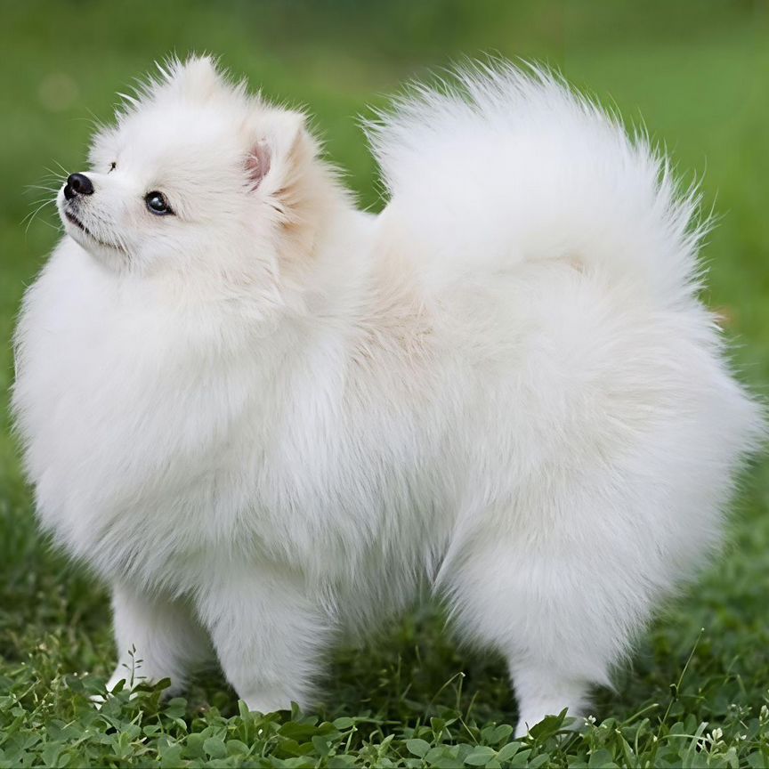 Померанский шпиц, щенок