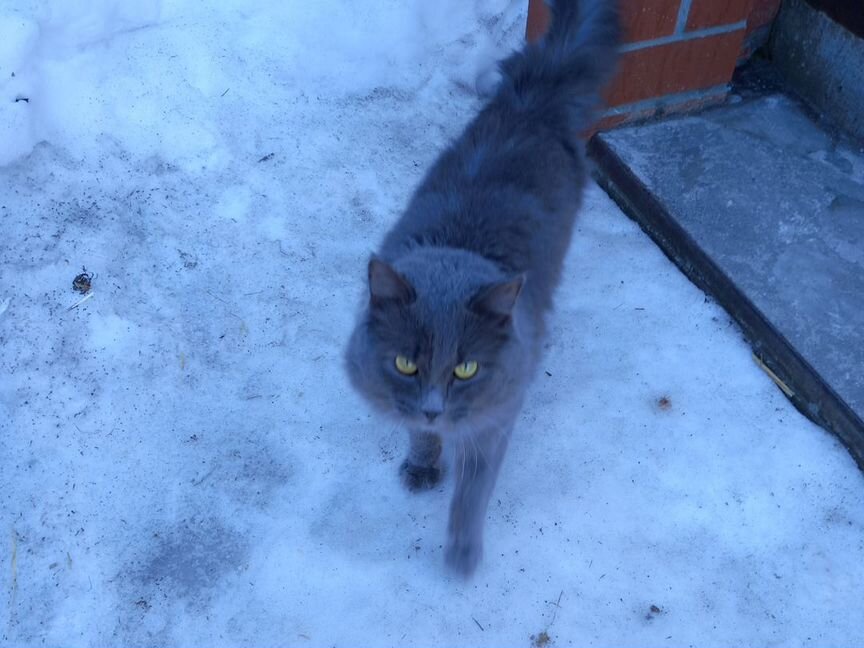 Отдам кота в добрые руки