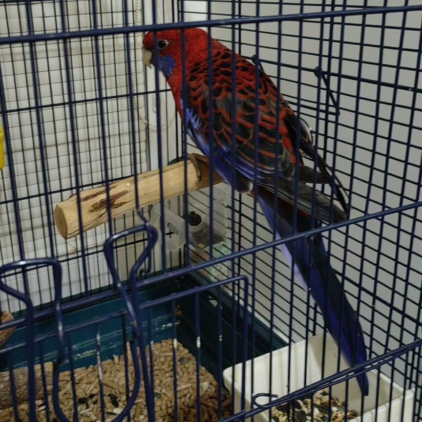 Попугай розелла (пенантовая)