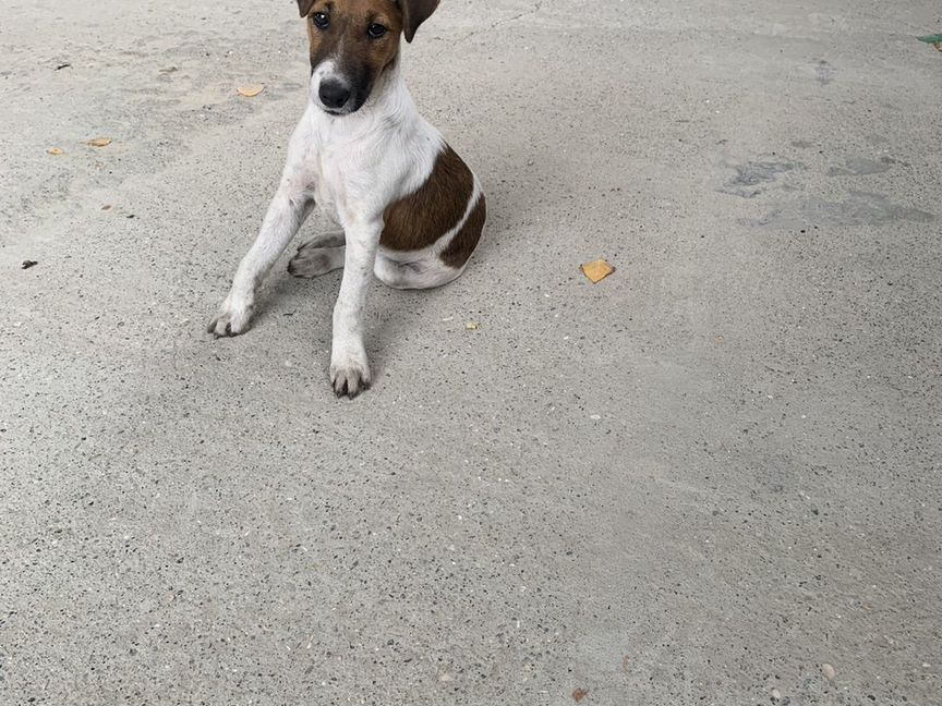 Фокс терьер в добрыре руки