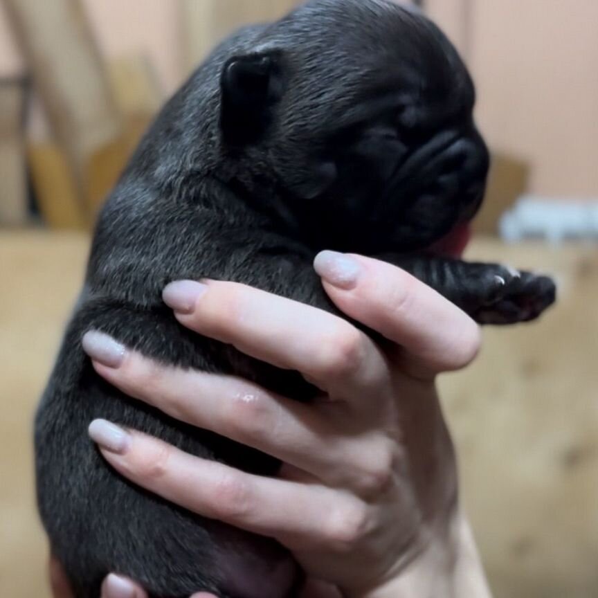 Американский булли, щенок