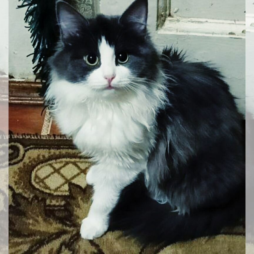 Сибирская кошечка