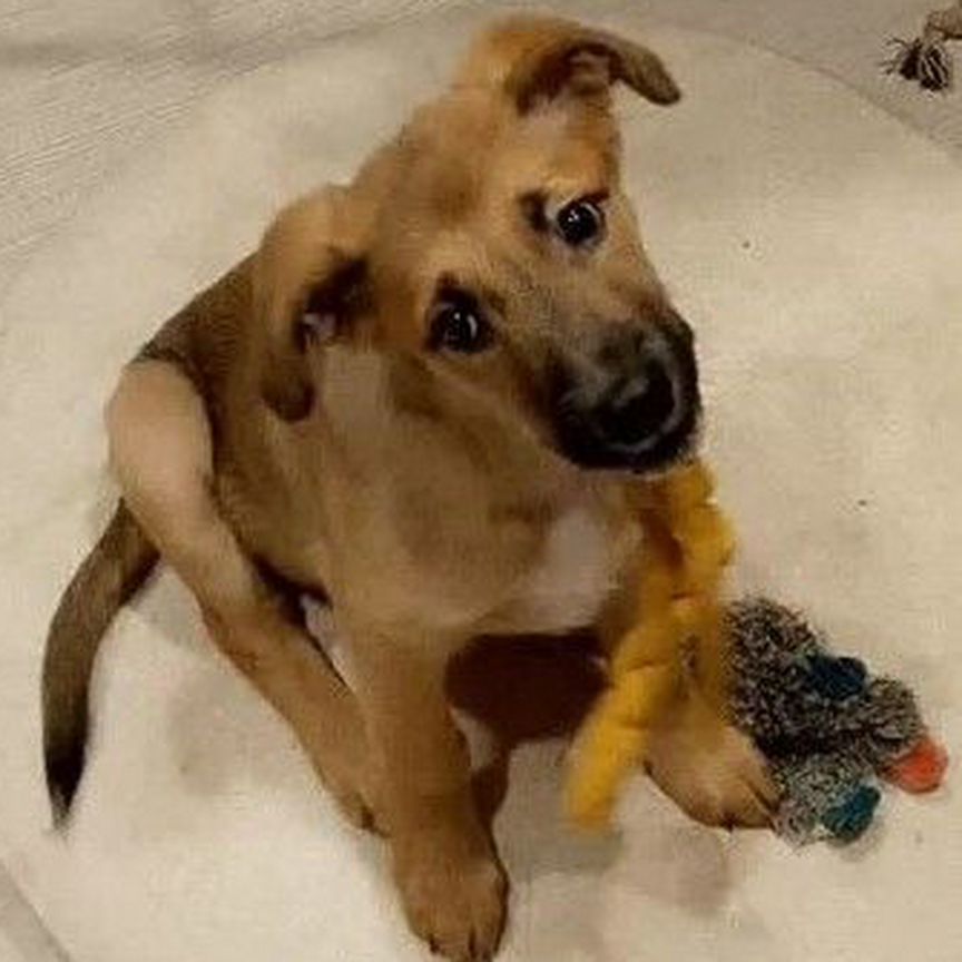 Щенок в добрые руки