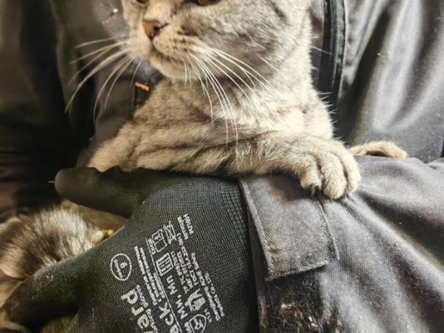 Найдена кошка, хозяин отзовись