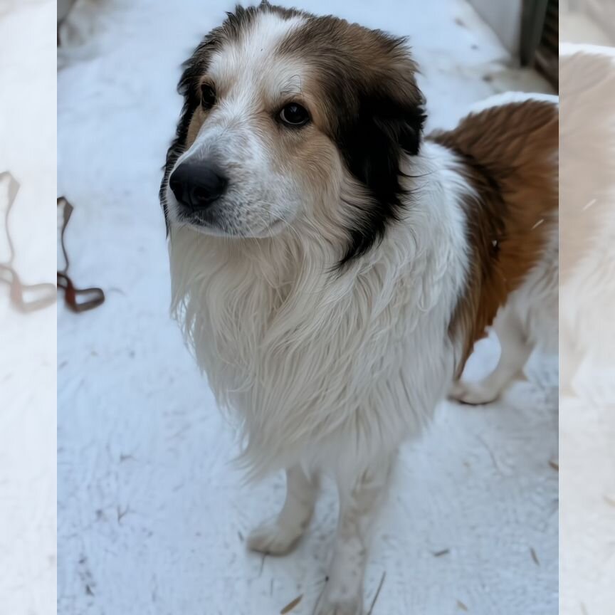 Взрослый пёс в добрые руки