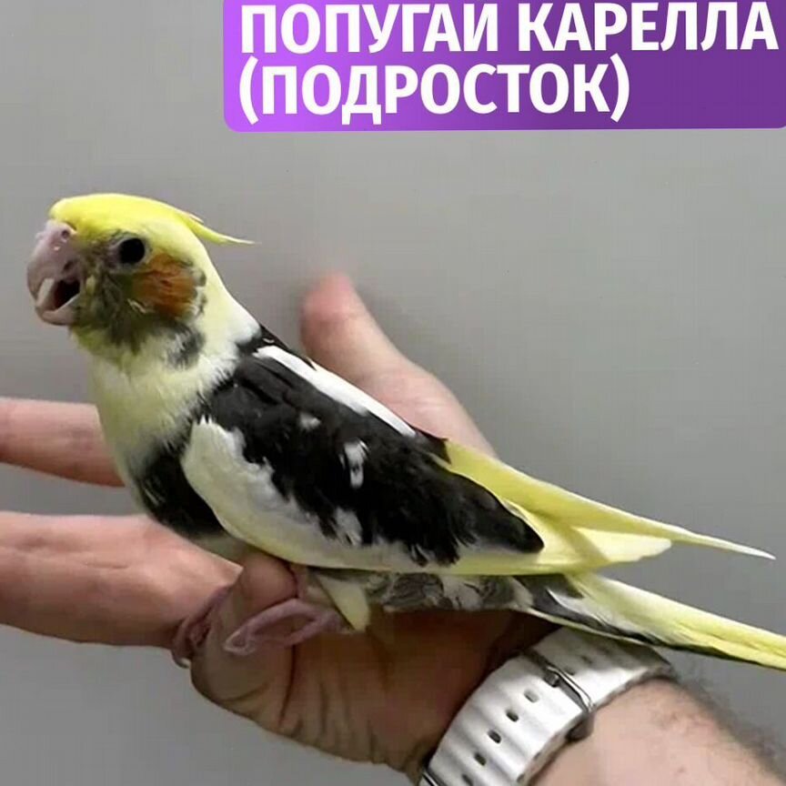 Попугай Карела подросток