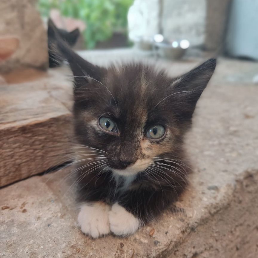 Две малышки ищут дом