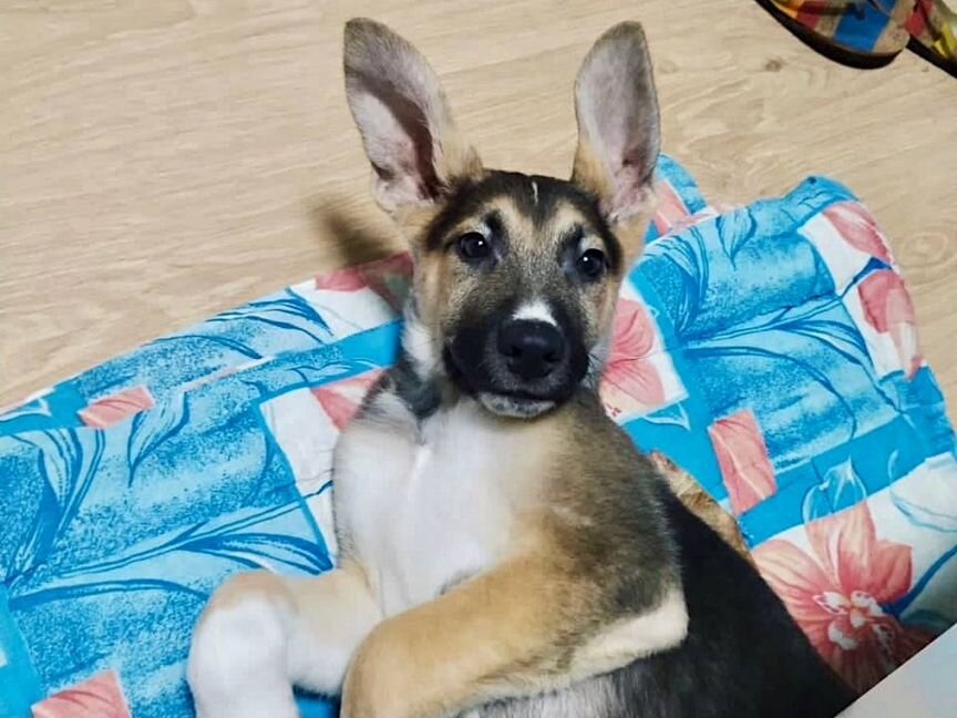 Щенок в добрые руки